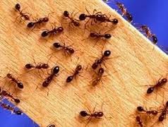 Cu-Collection: Bengkak - Gigitan Semut Api