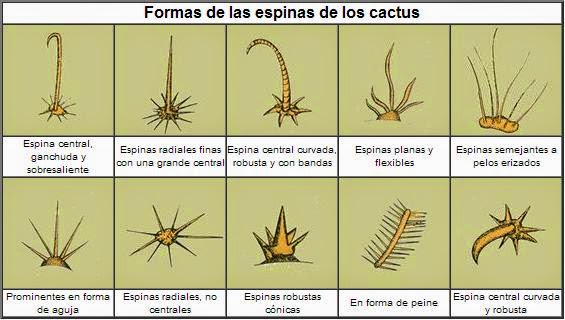 BioCactus: Espinas y cactáceas