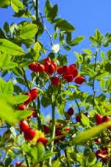 Divlja ruža ili šipak