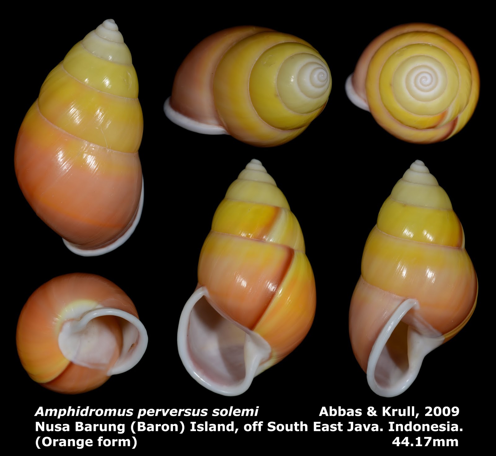 Dr. Lee's Gallery Museum: Amphidromus perversus solemi 44.17mm (Orange ...