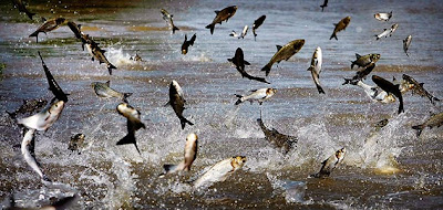 Scientists developing poison pill for Asian carp