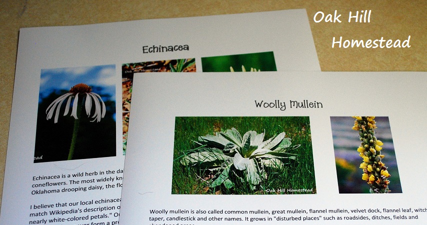 DIY Herb Field Guide - Oak Hill Homestead