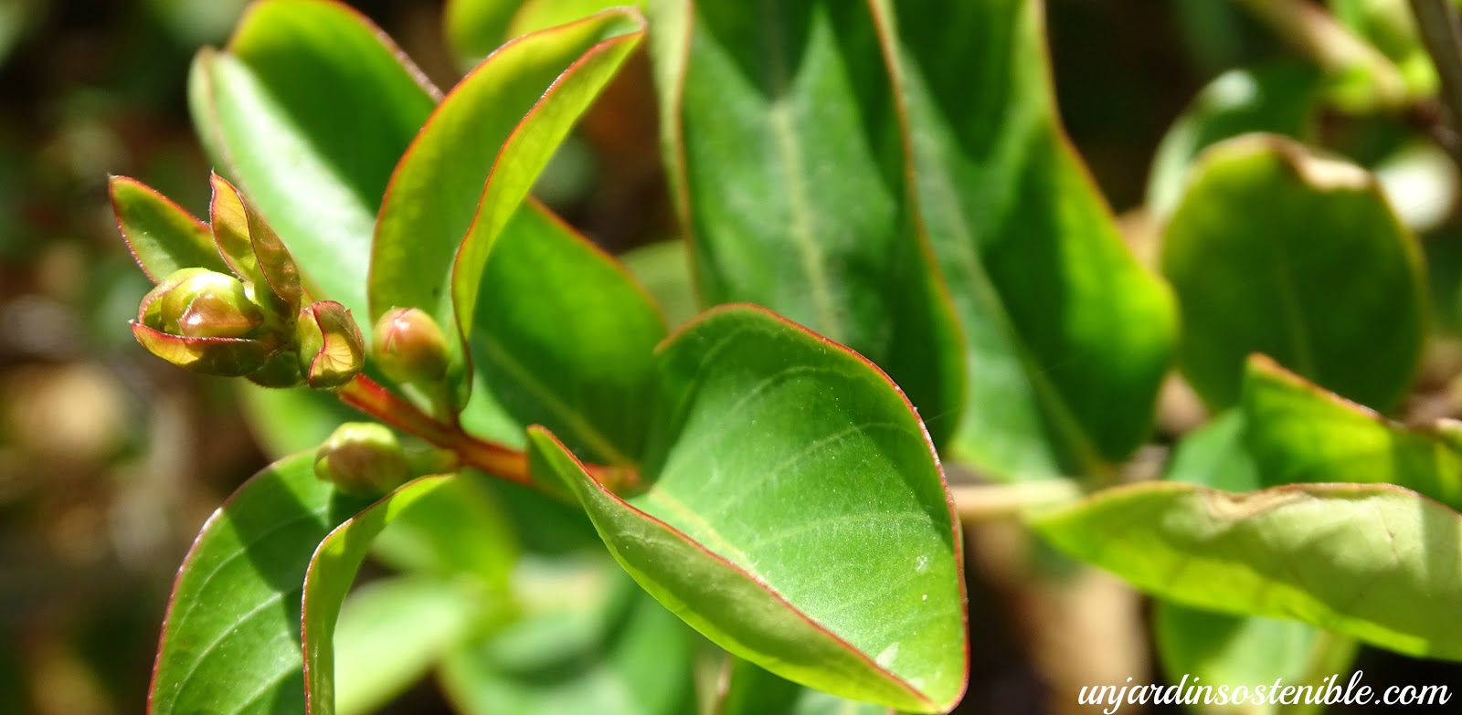 Lagerstroemia-Indica (Árbol de Júpiter)