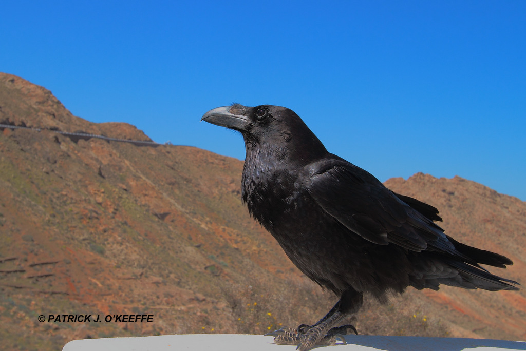 Raw Birds: COMMON RAVEN Corvus corax ssp C. c. canariensis ...