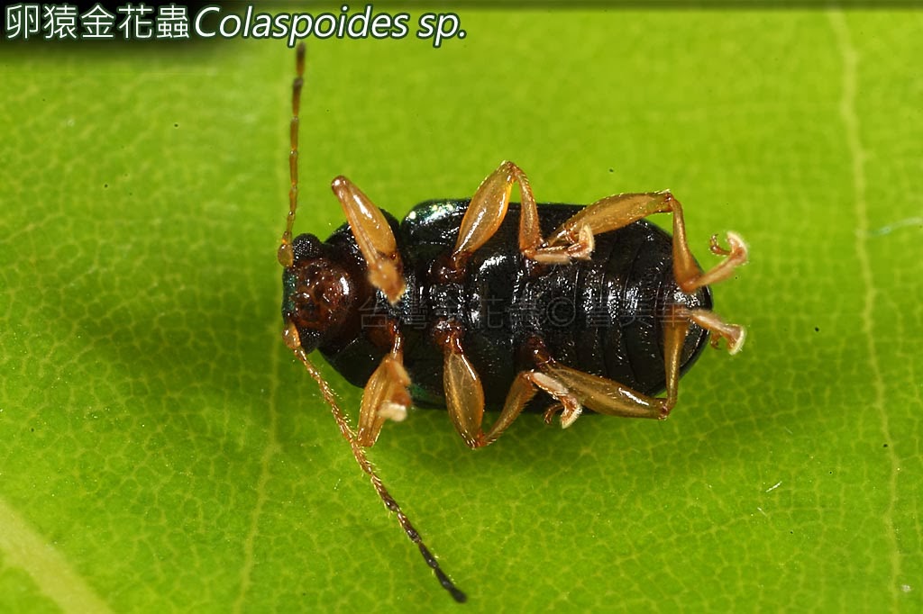 台灣的金花蟲 Taiwan Leaf Beetles: 2013