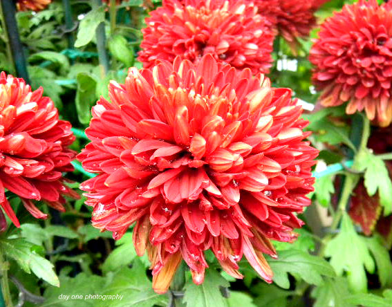 Day One Photography: Mums