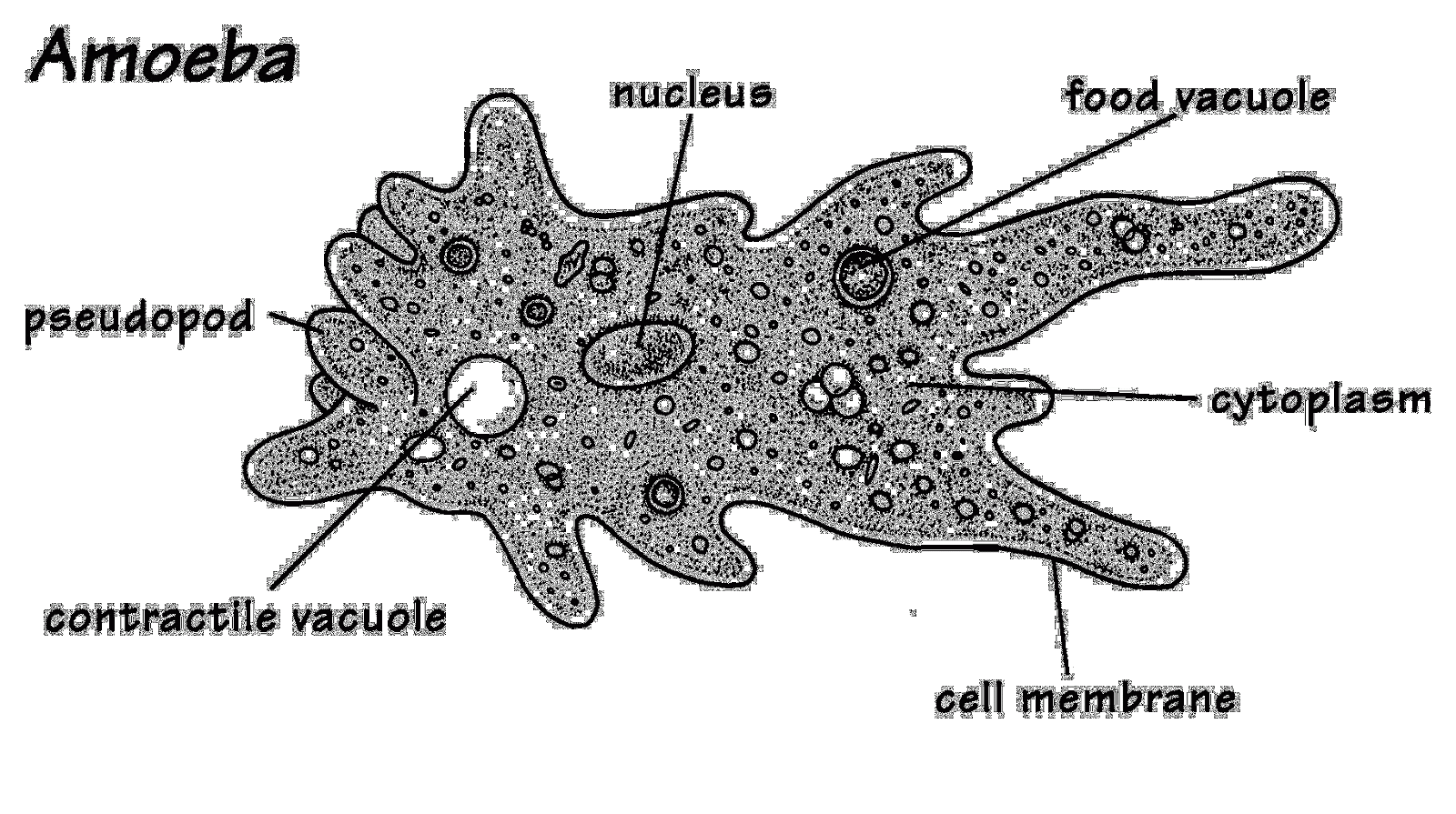 Pengertian , Macam dan Jenis Protista Yang Mirip Jamur, Hewan dan ...