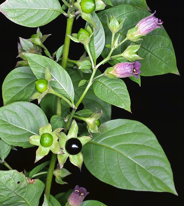 BELLADONNA (Atropa acuminata) ~ MY PHARMACY