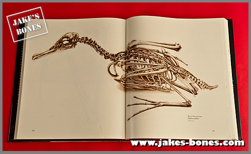Some great books on bone collecting : Jake's Bones