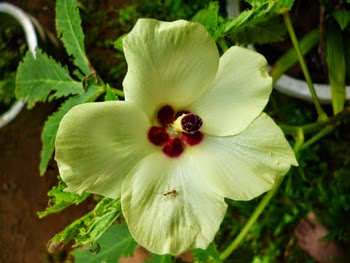 Ladies Fingers -Bandakka | SL Flora