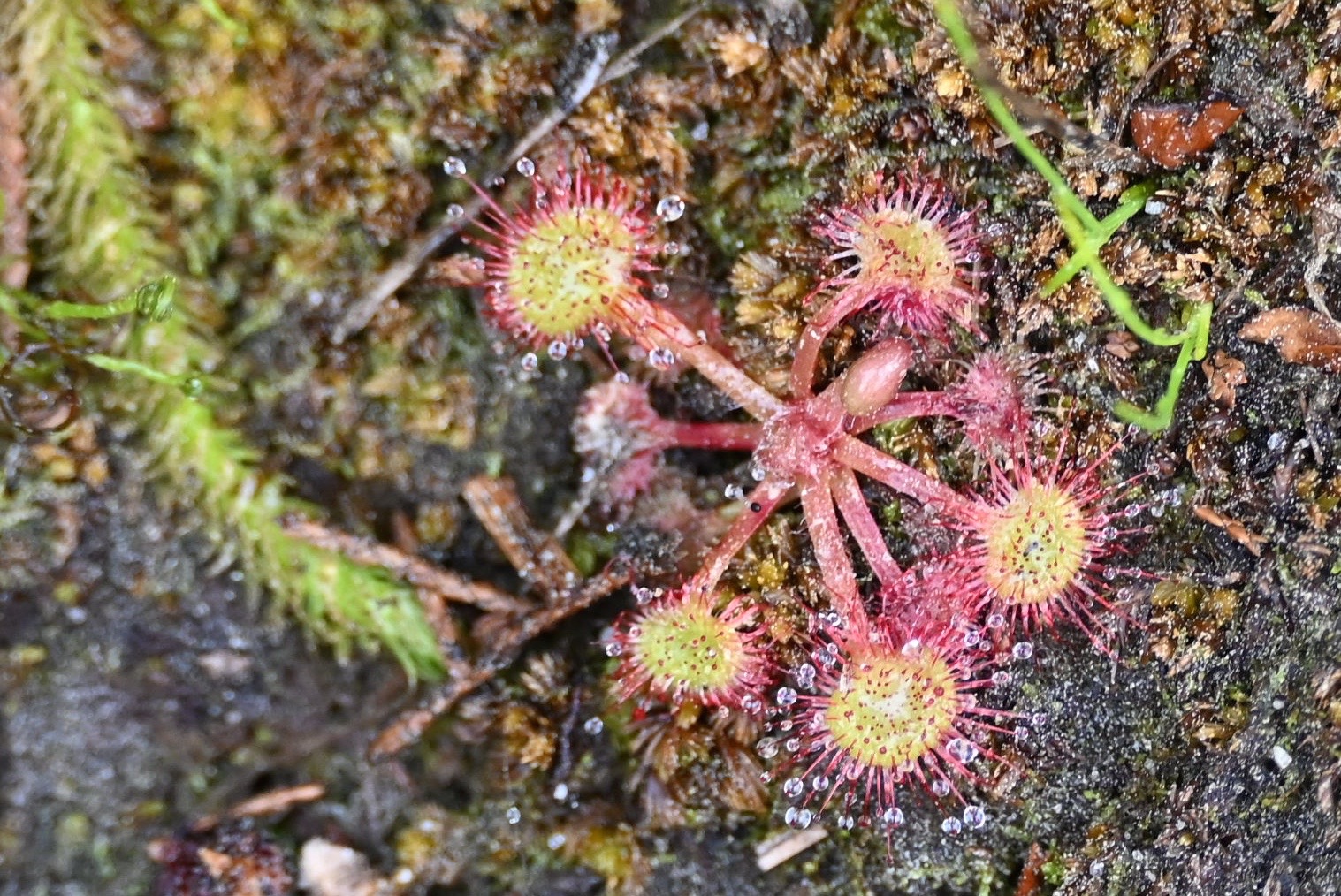 Urban Wildlife Guide: Sundews!