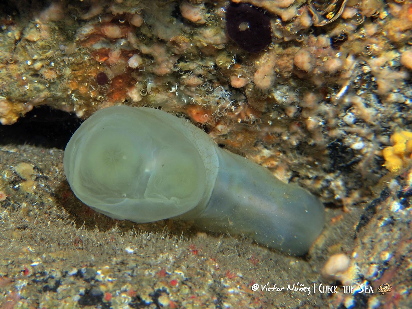 Check the Sea. Web de buceo y fotografía submarina de las Islas ...