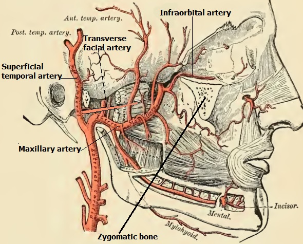 Infraorbital Nerve Function