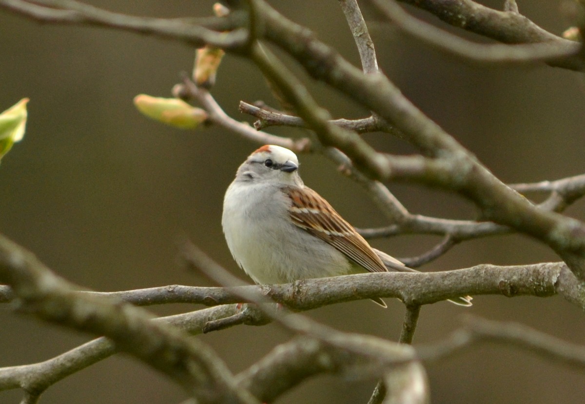 Woods Walks and Wildlife: Basically All of Spring: Part 1