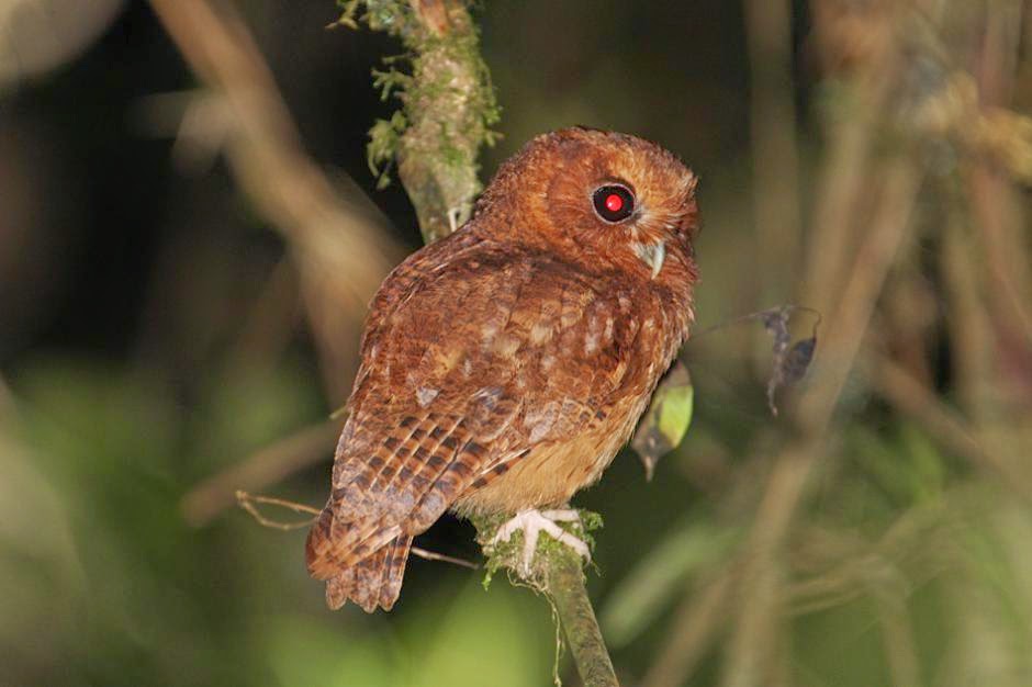 Tierra de lechuzas, búhos, mochuelos, autillos, cárabos: Autillo de ...