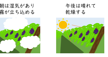 botrytised/ botrytized wineの意味 (= 貴腐ワイン)｜英語ワイン書籍に出てくる英単語