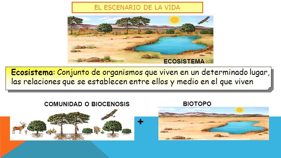 Un lugar para aprender en QUINTO: Los ecosistemas