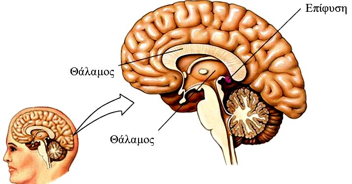 ΦΙΛΟΣΟΦΙΑ ΚΑΙ ΕΡΕΥΝΑ: ΘΕΩΡΗΜΑ Δ΄:ΤΟ ΦΙΔΑΚΙ ΜΕΣΑ ΜΑΣ