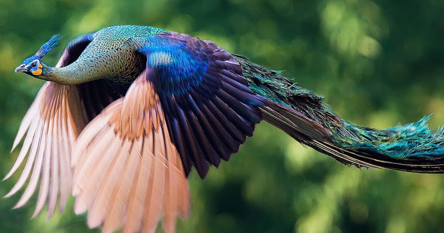 EL PAVO REAL: EL PAVO REAL VUELA