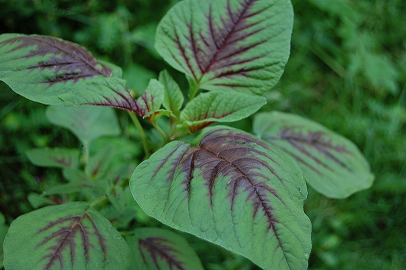 Sekilas Mengenal Karakteristik Tanaman Daun Bayam (Amaranthus sp) Raja ...