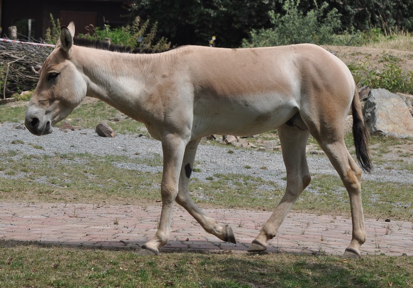 ZOOTOGRAFIANDO (6.100 ANIMALS): KULÁN, ONAGRO / KULAN/ONAGER (Equus ...