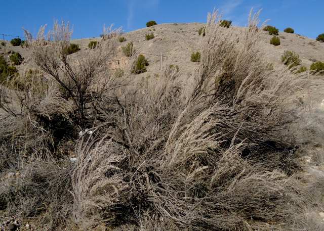 Nature Abhors a Garden: Gray Shrubs