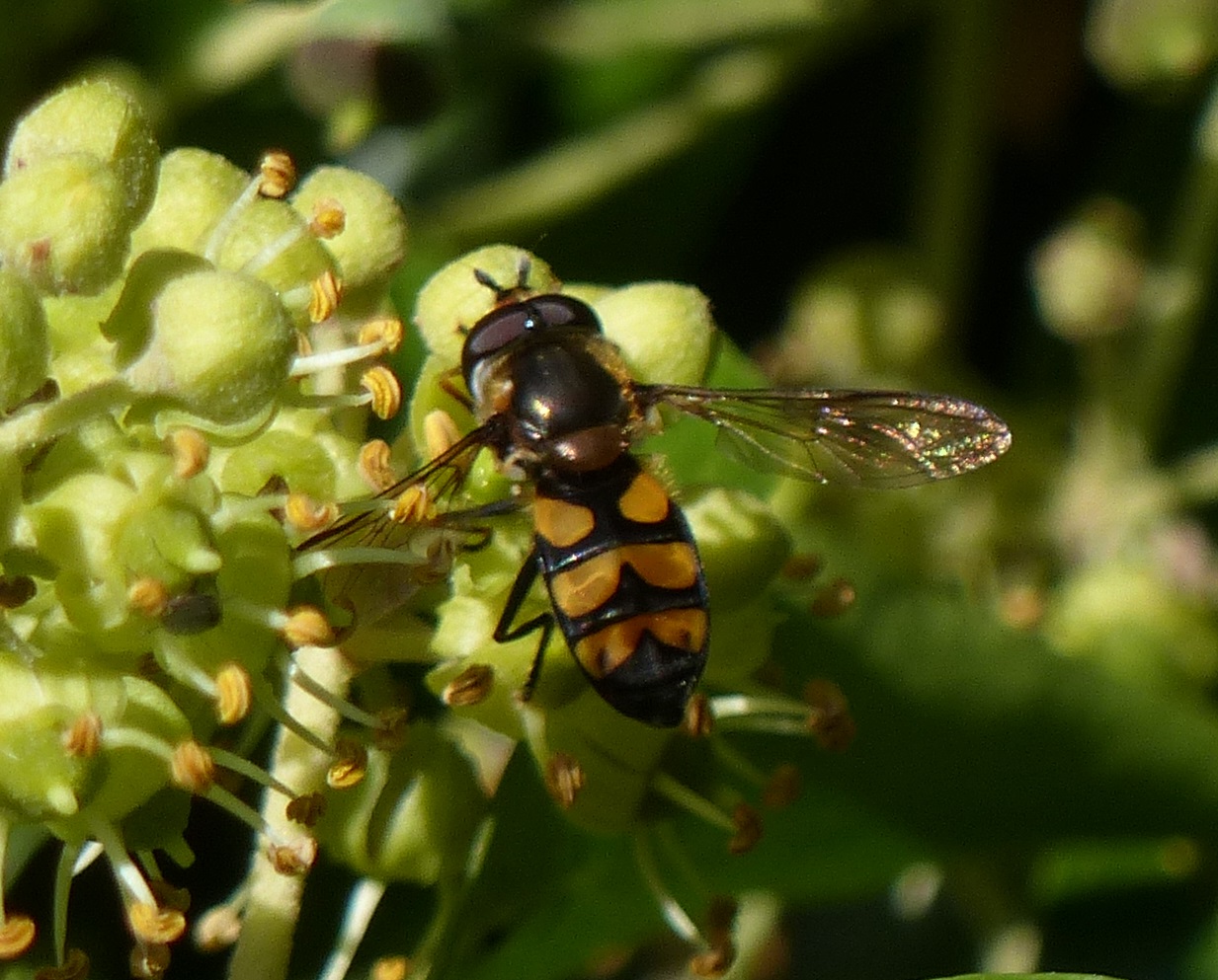 A Field Notebook: Didea fasciata at Newton-le-Willows station