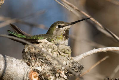 Hummingbird Nests: Everything You Want To Know