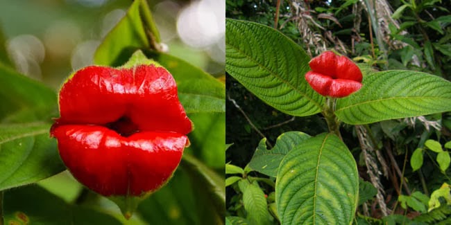10 Bunga Cantik Berbentuk Unik dan Aneh