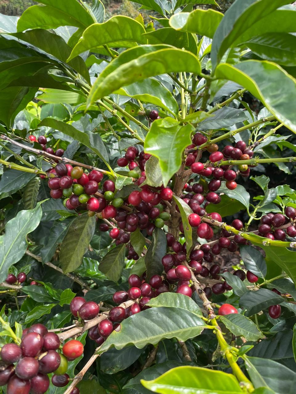Exportación de Café de Costa Rica con tendencia positiva en el mercado