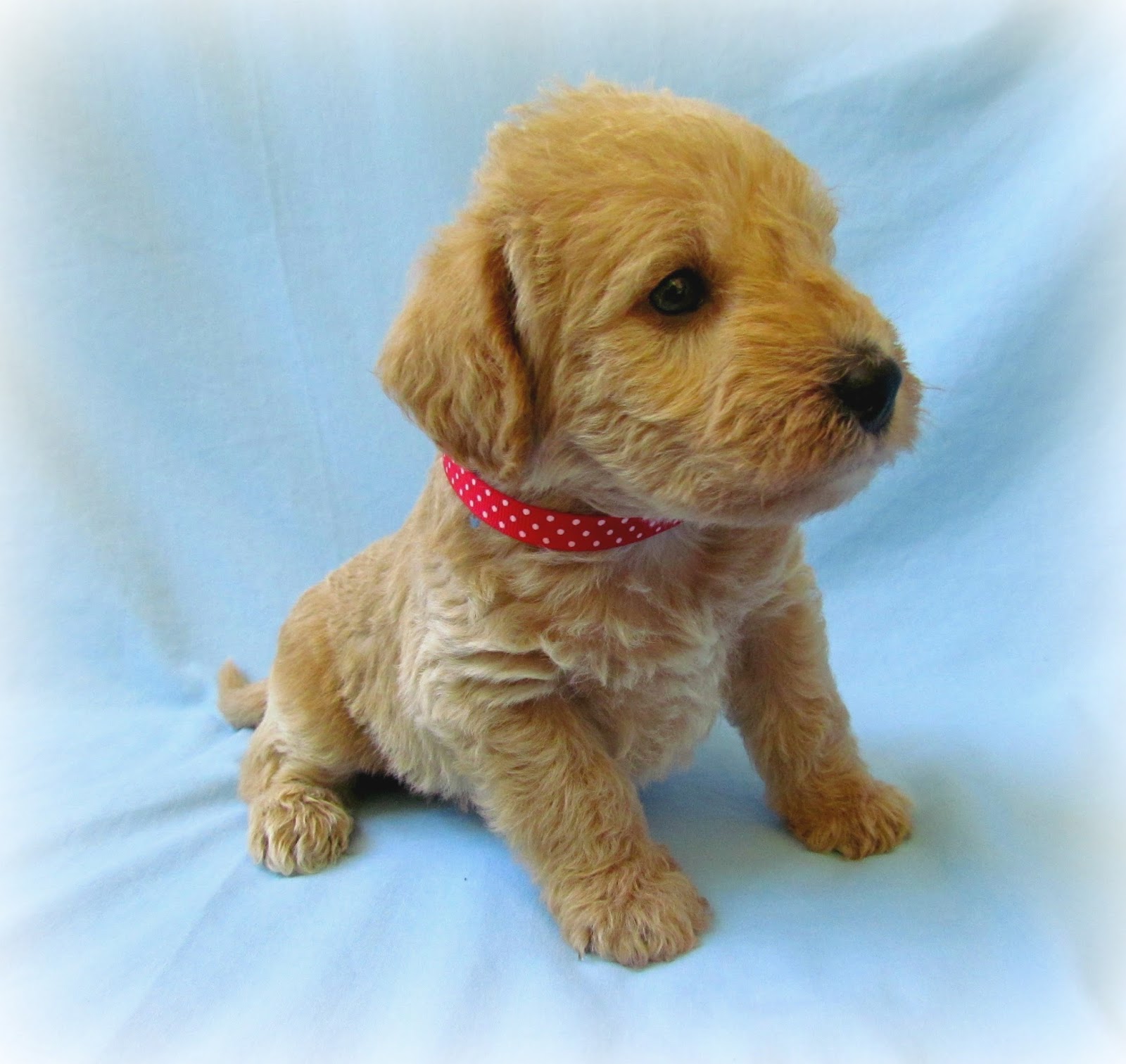 Growing Puppies - Virginia Schnoodle Breeder --Hypoallergenic Dogs ...