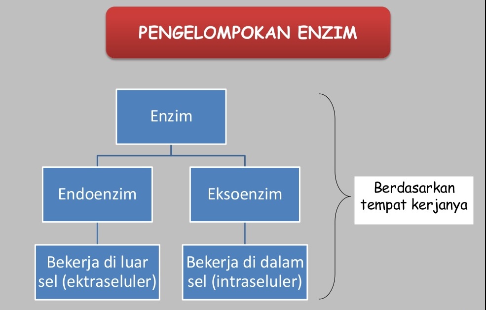 BIOLOGI GONZAGA: ENZIM METABOLISME