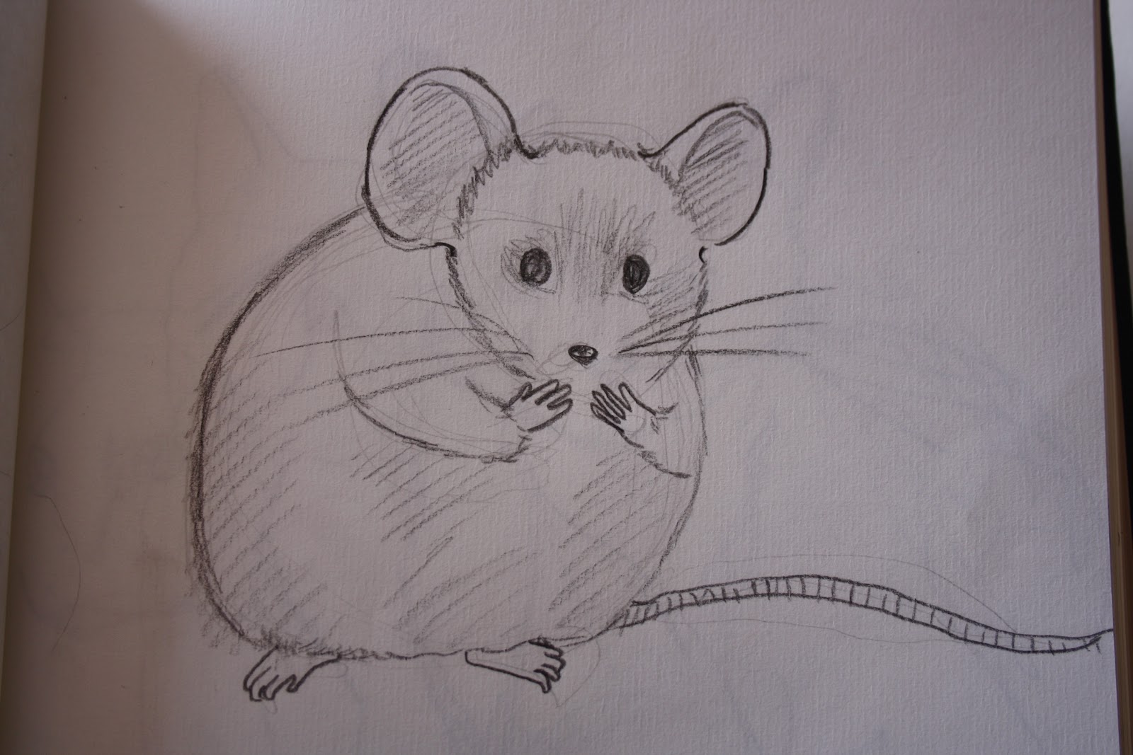 Sarah Minshall Illustration: Observational Drawing