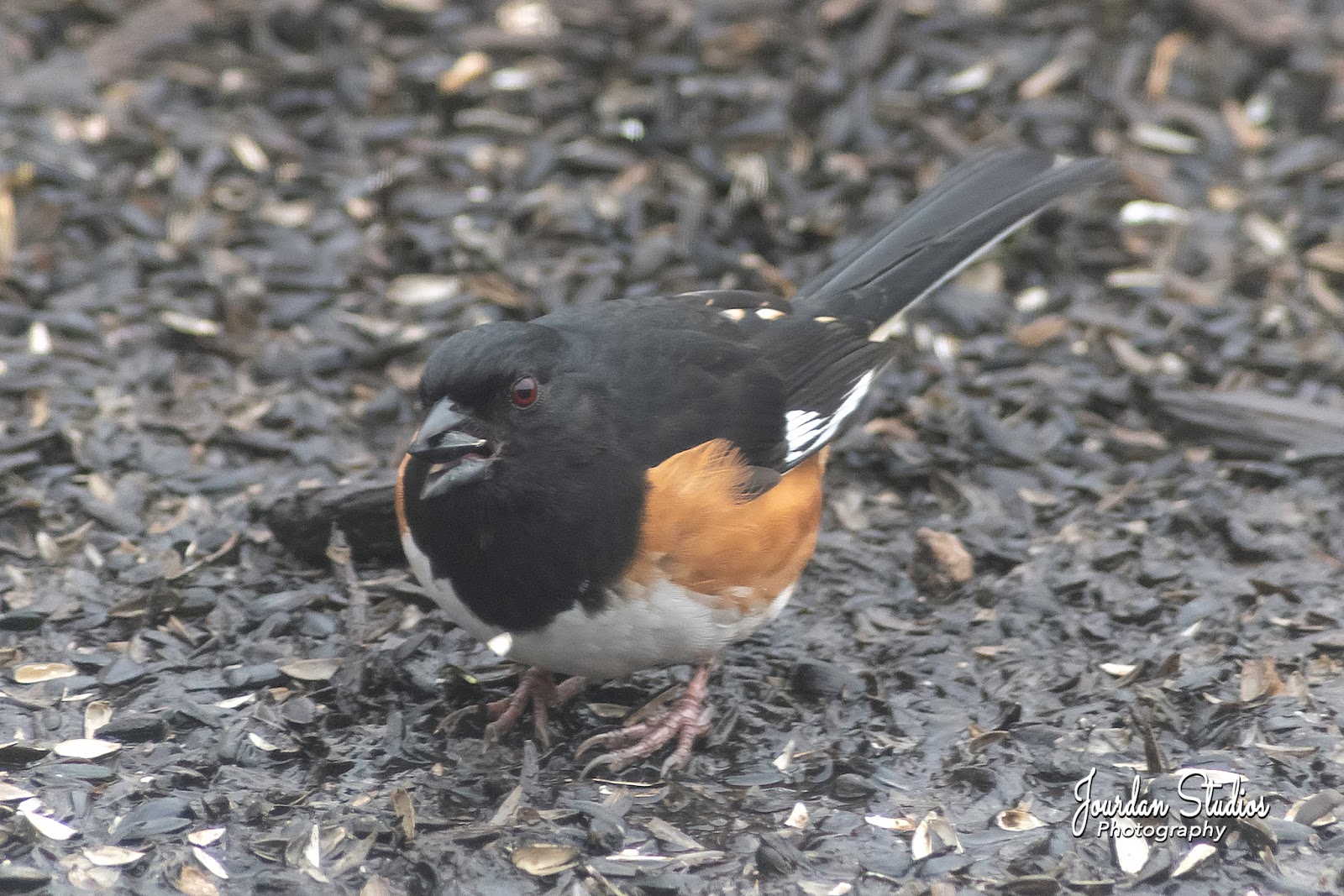 Eastern Towhee - 27 Mar 2020