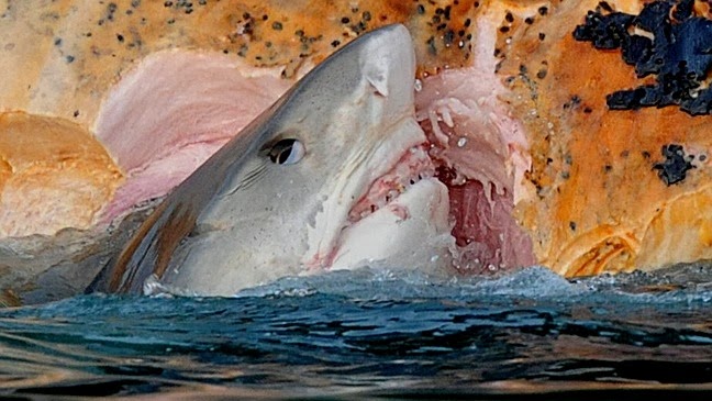 Bull Shark Vs Whale