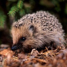 Universo Animal: ¿De qué se alimenta el erizo común?