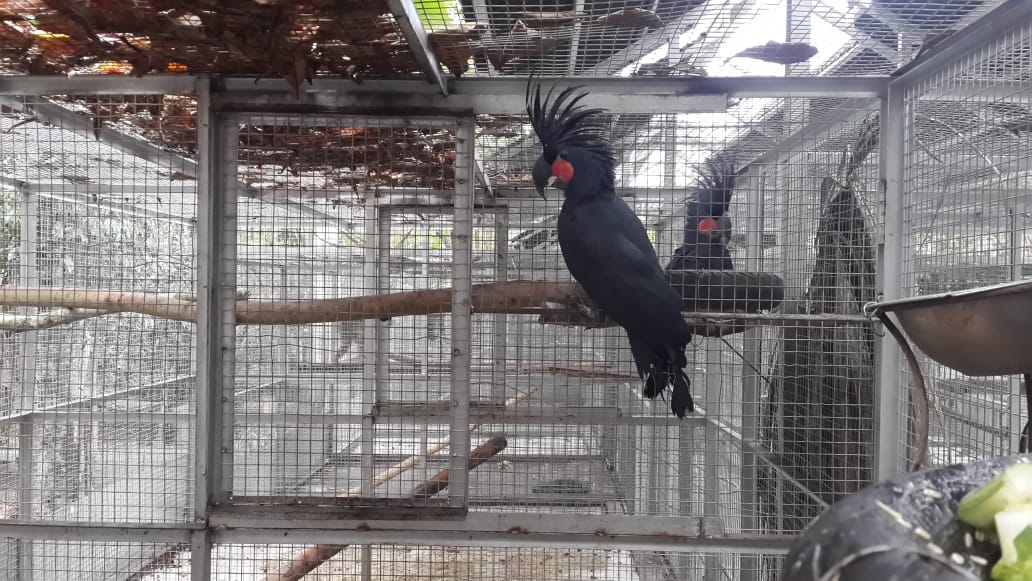 Mengenal Satwa Sambil Berwisata di PPS Tasikoki