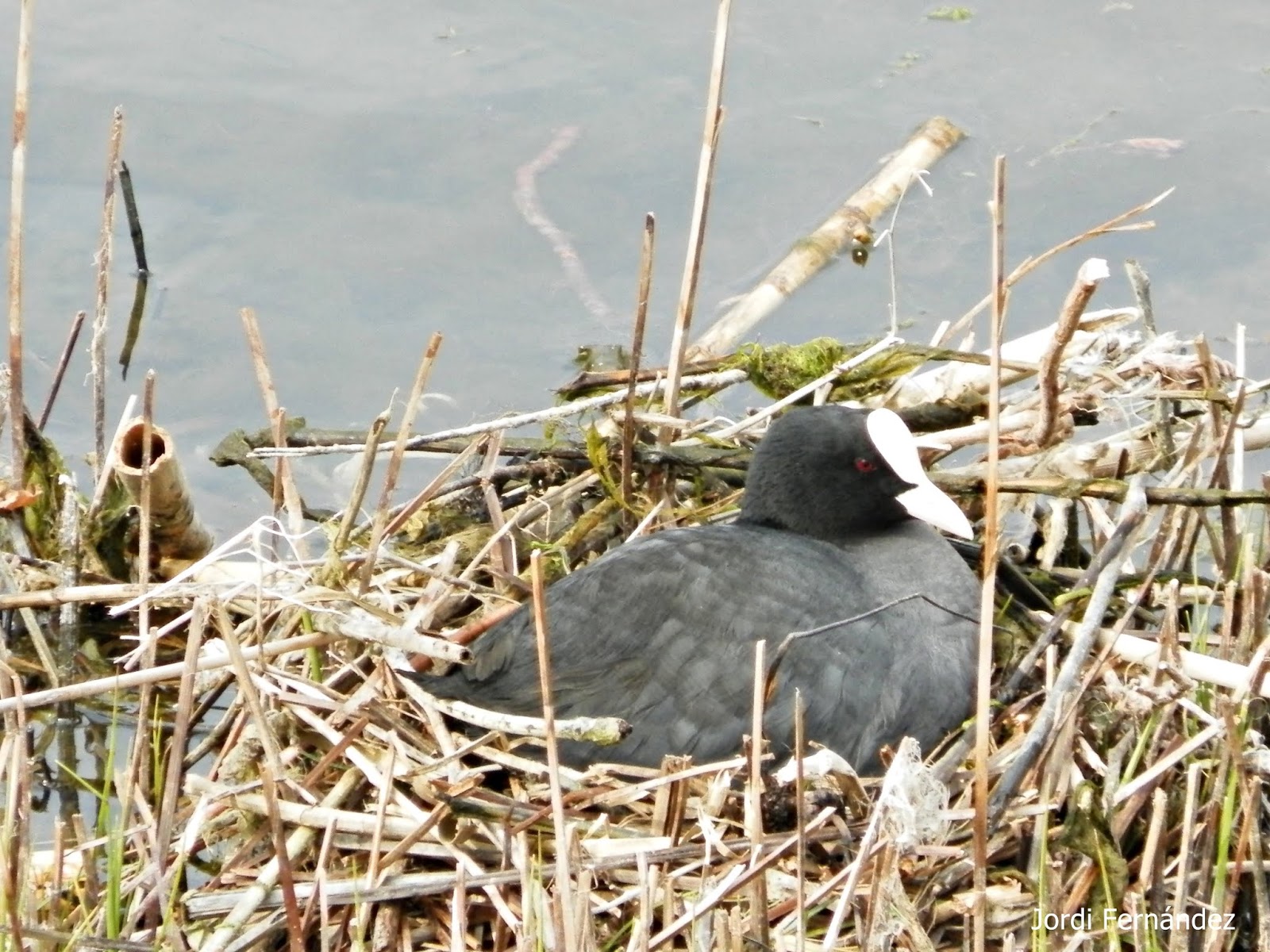 El temps a Palamós: Fotja (Fulicra atra)