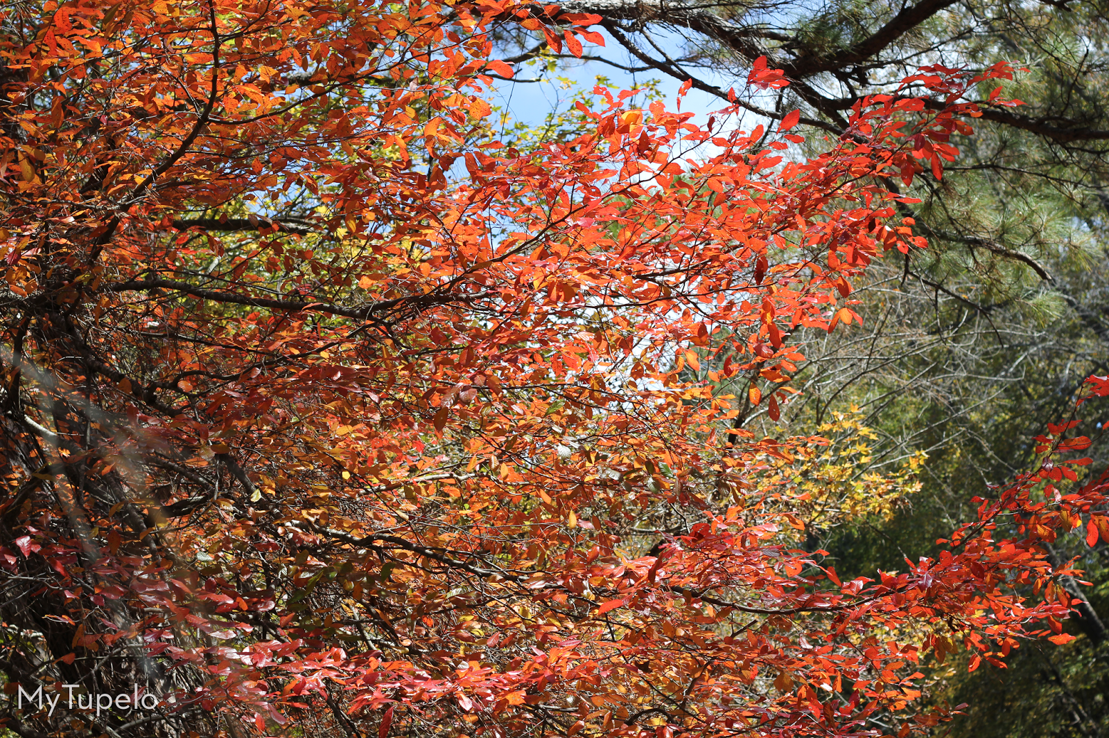 The Tupelo Channel: Fall Colors of the Natchez Trace