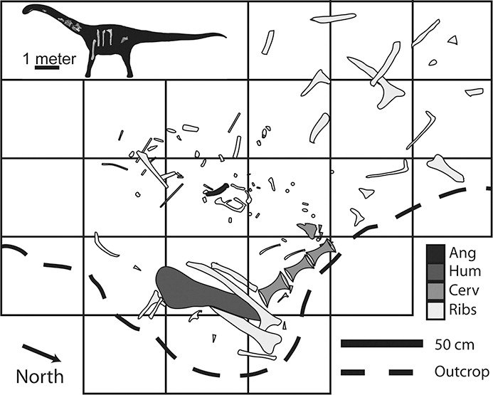 EL JOVE PALEONTÒLEG: Shingopana songwensis, el segon Titanosaure de ...