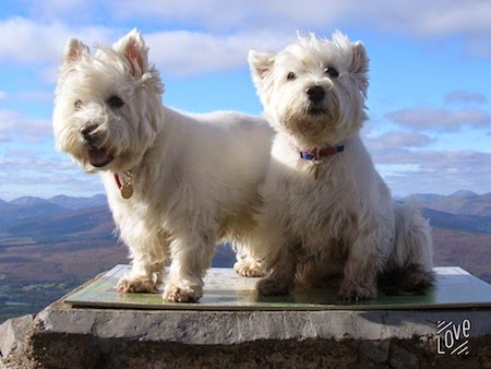 Cute Westies: Westie Fun and Excercise