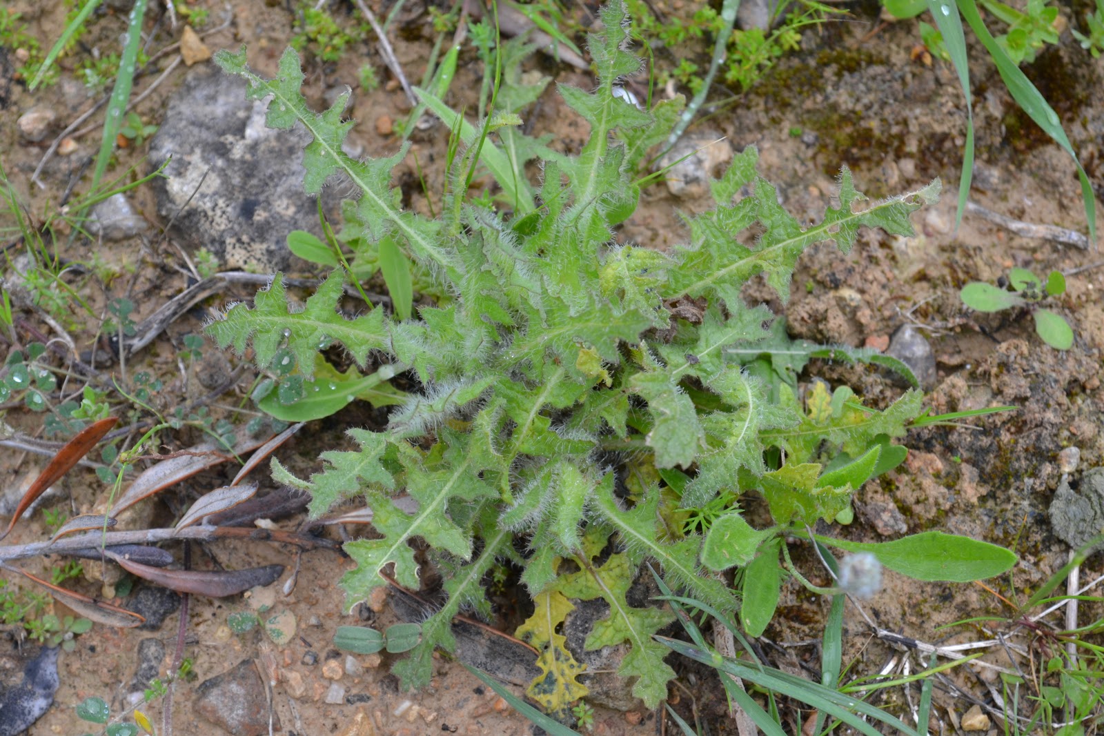 Η χλωρίδα μας: Κνίκος, Κενταύρια η βενέδικτη, Centaurea benedicta