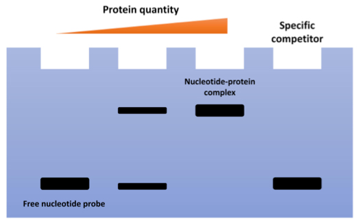 Electrophoretic Mobility-Shift Assays (EMSA) or Gel shift - Major ...
