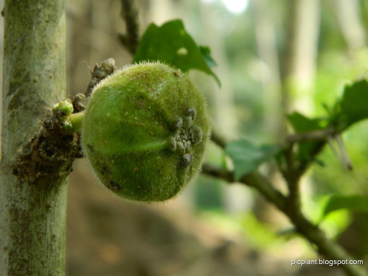 Honey Nectar - మేడిపండు | PicsVillage