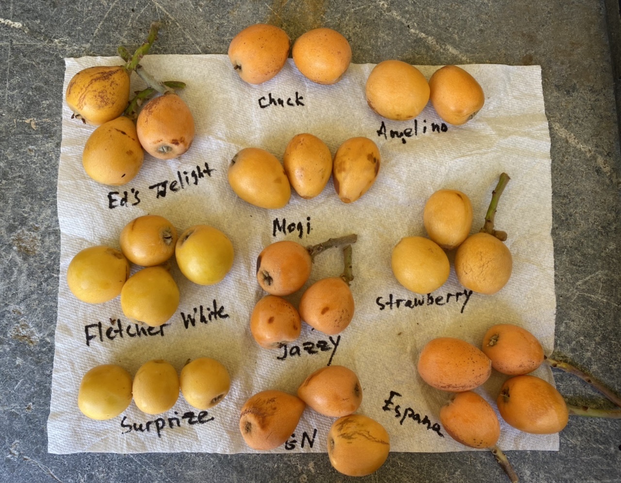 Gardening : Loquat tasting in May of 2021