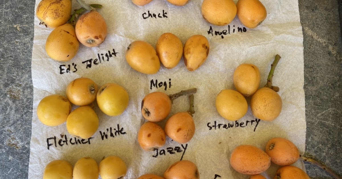 Gardening : Loquat tasting in May of 2021