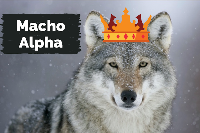 Você sabe o que é um Macho Alpha?