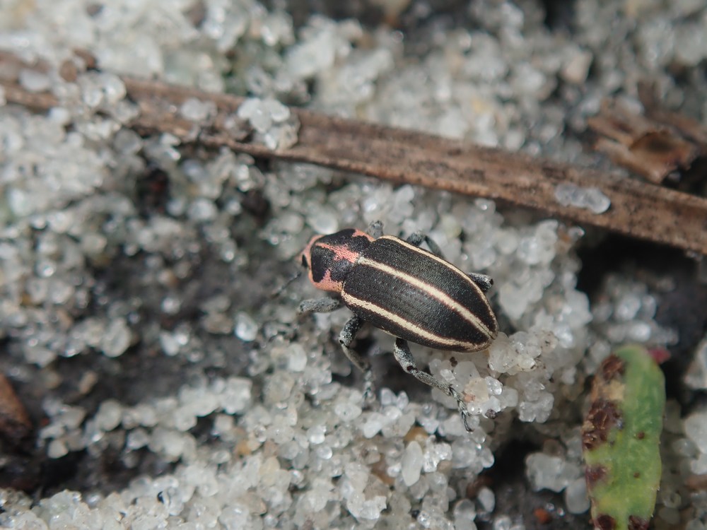 Coléoptères page 2 - Les routes de tous les voyages