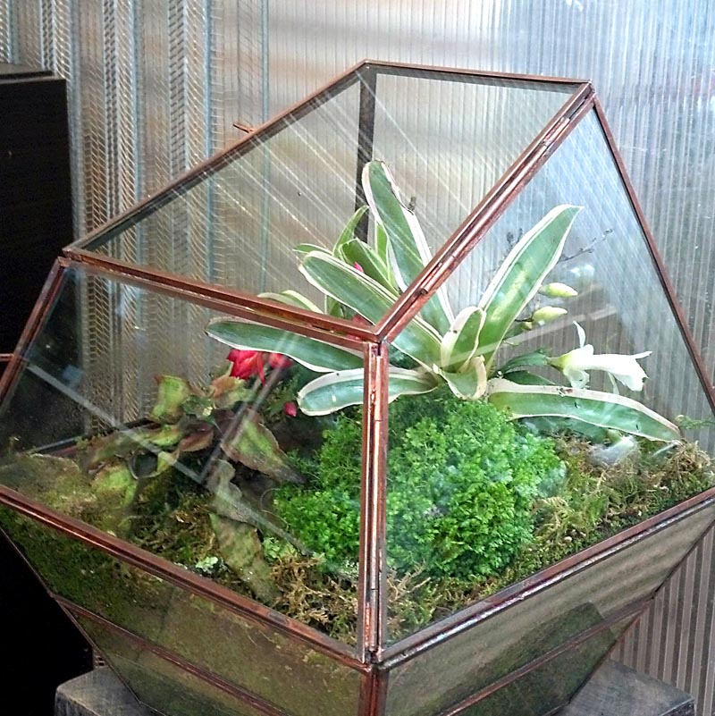 Como hacer un terrario