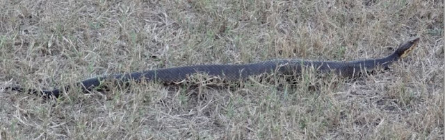 H-Town-West Photo Blog: Snakes in George Bush Park - Buffalo Bayou ...